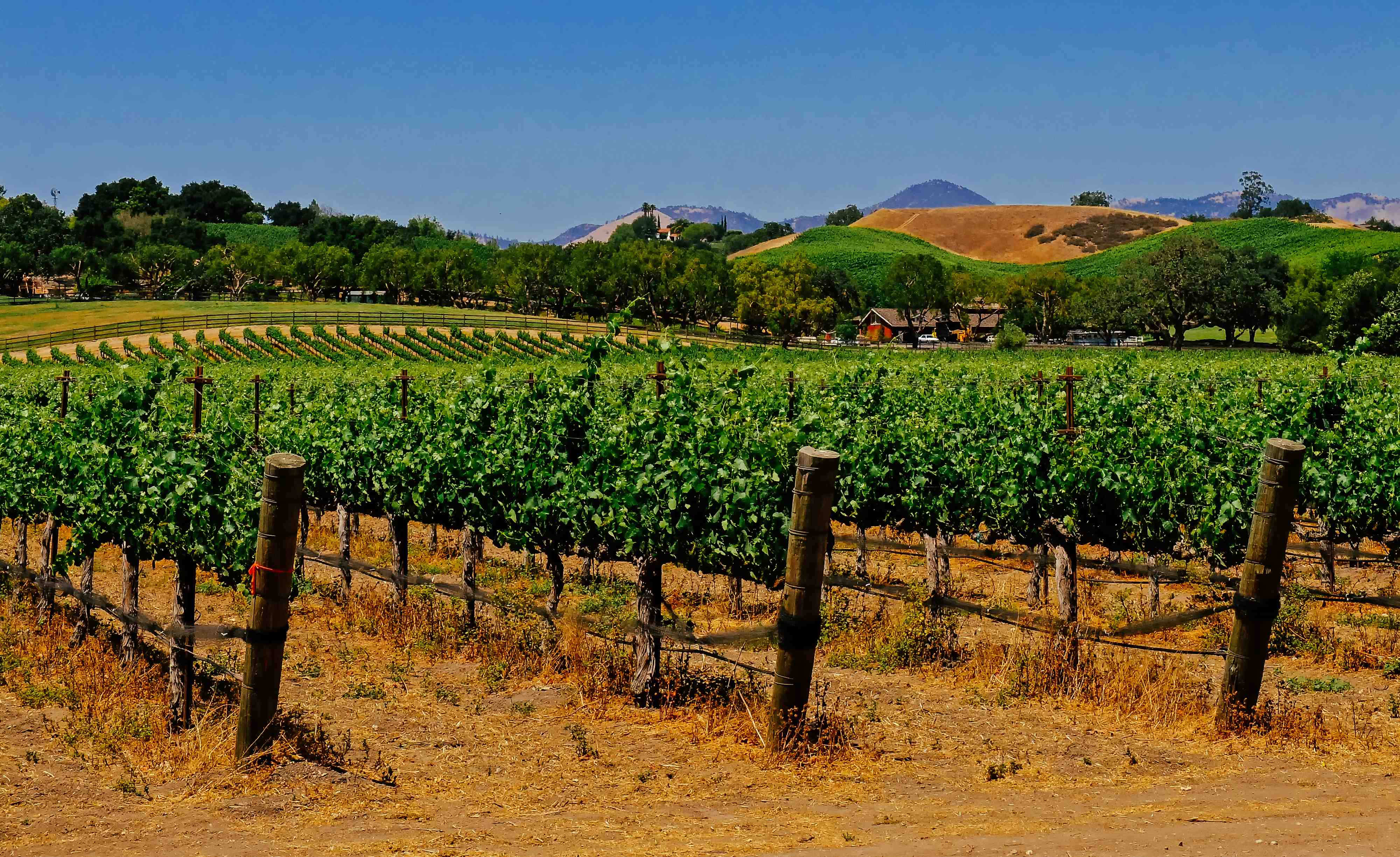 Santa Barbara Fall Festivals Celebrate Local Bounty - Life is Suite